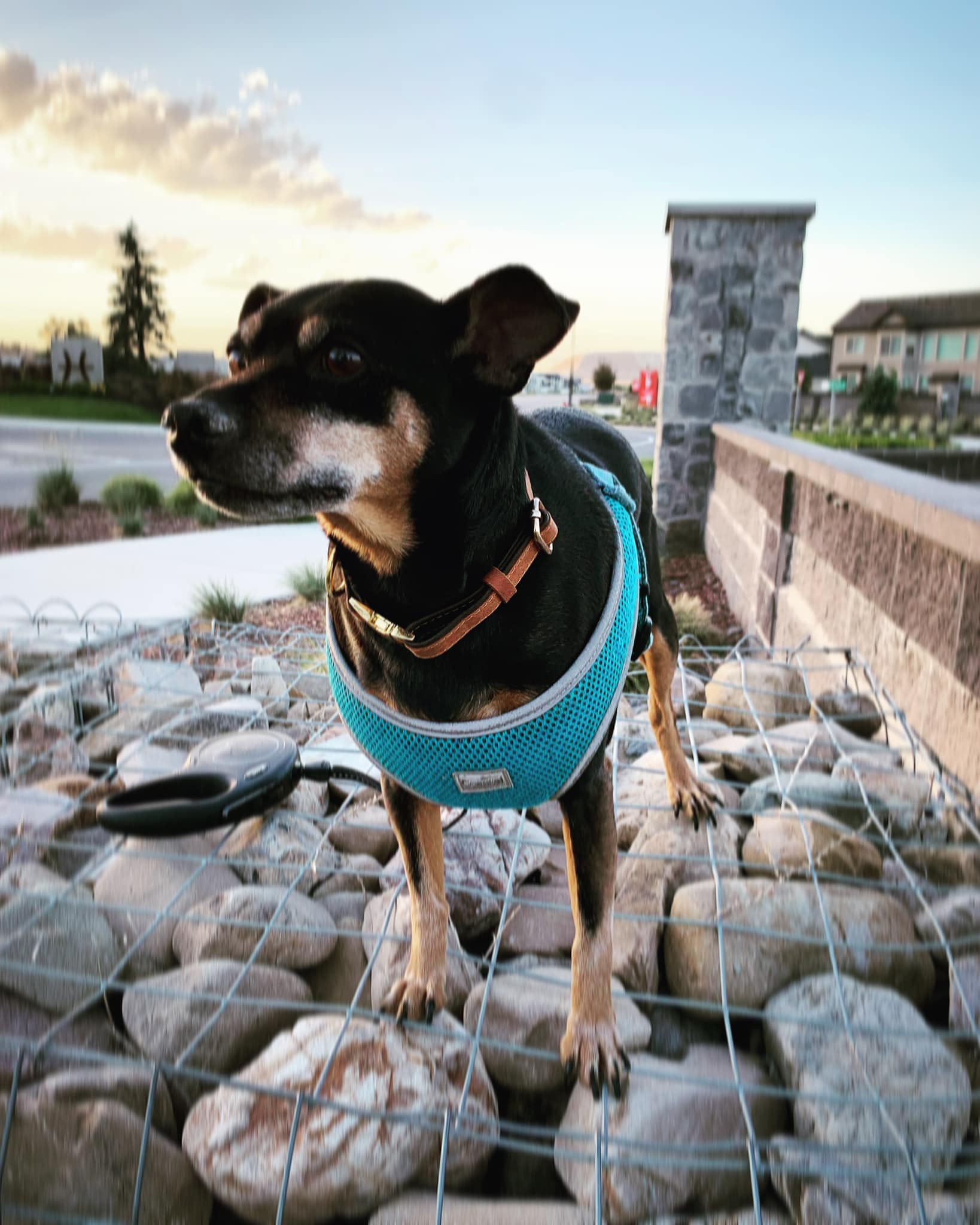 Saying Goodbye to Taco – buckleyPLANET